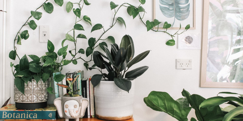 Refresh Your Home with These Oxygen Generating Plants